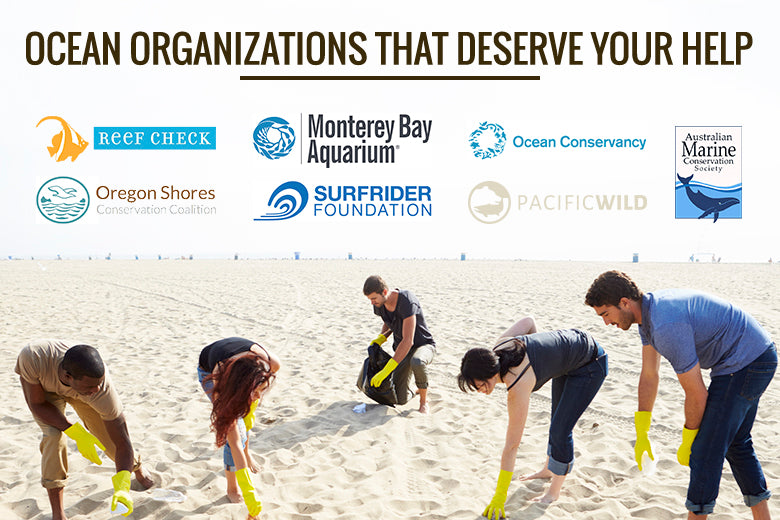 6 Ocean Organizations That Deserve Your Help – Panama Jack®