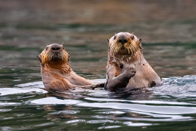 Welcome Back, Otter – Panama Jack®