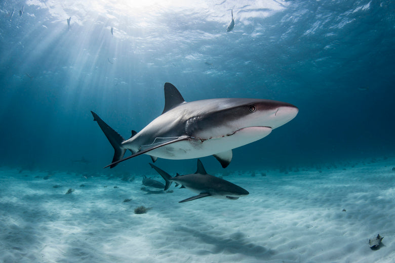 4 Reasons Sharks Are Awesome – Panama Jack®