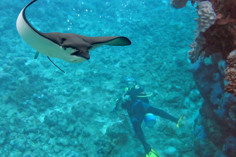 Treating Stingray Stings – Panama Jack®